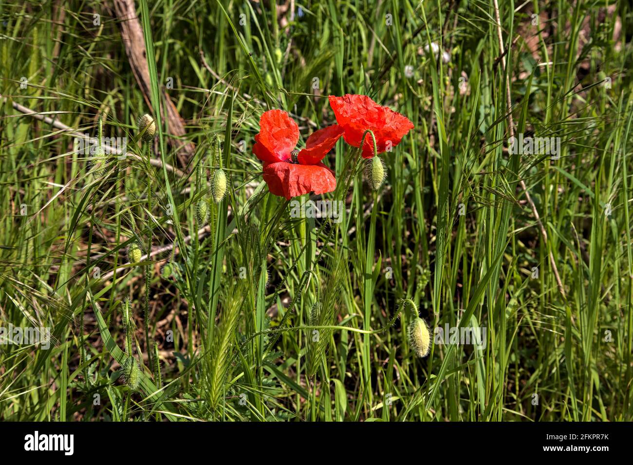 Poppies in the grass seen up close Stock Photo - Alamy