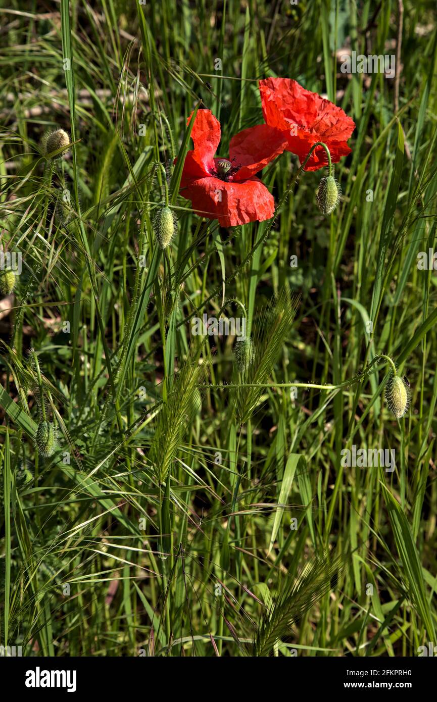 Poppies in the grass seen up close Stock Photo - Alamy