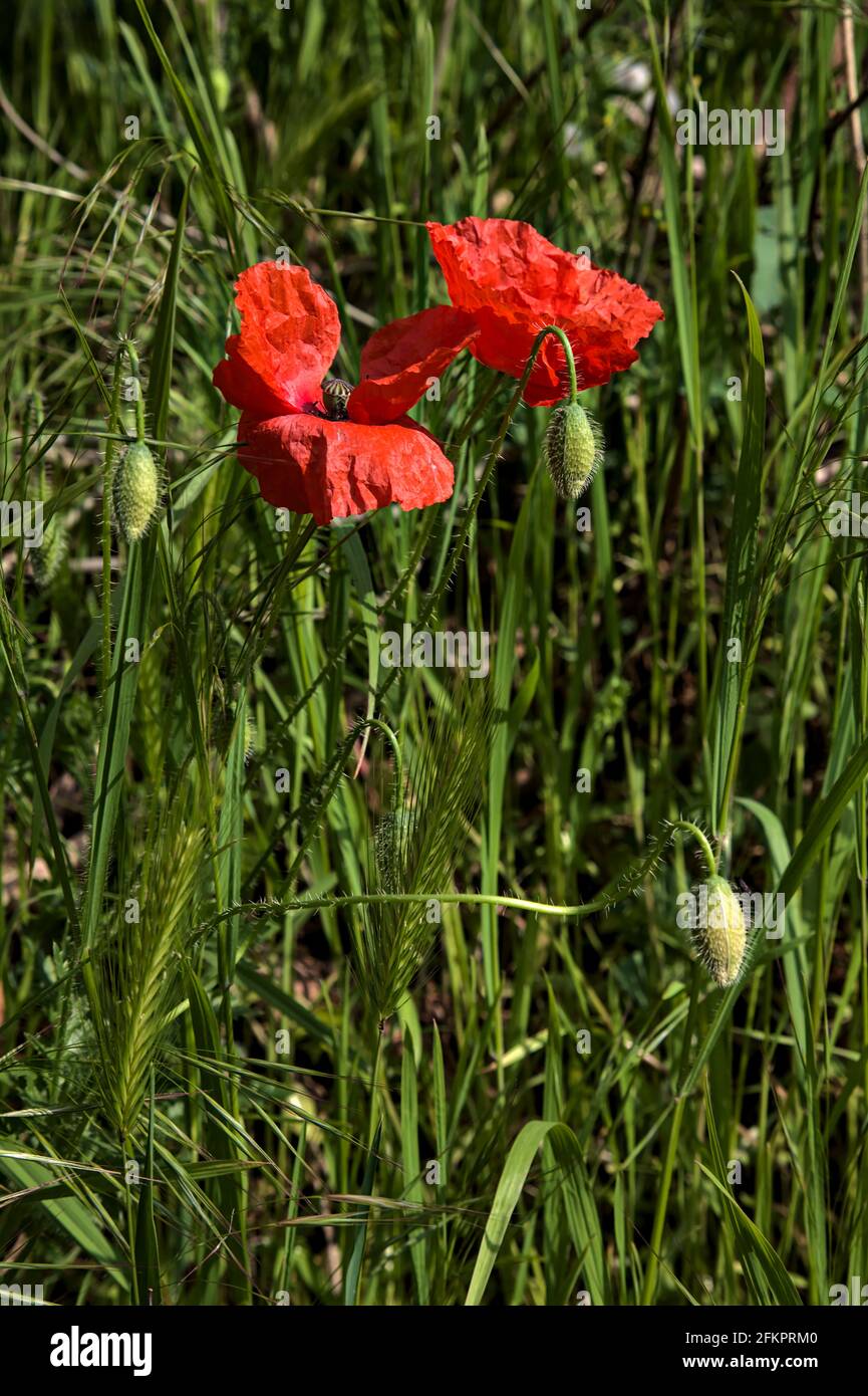 Poppies in the grass Stock Photo - Alamy