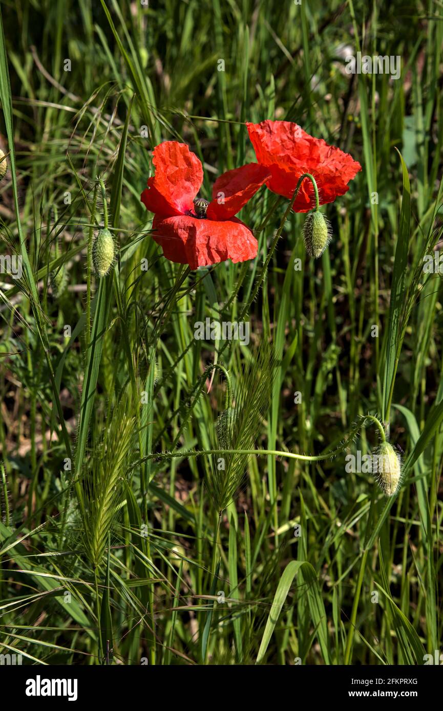 Poppies in the grass Stock Photo - Alamy