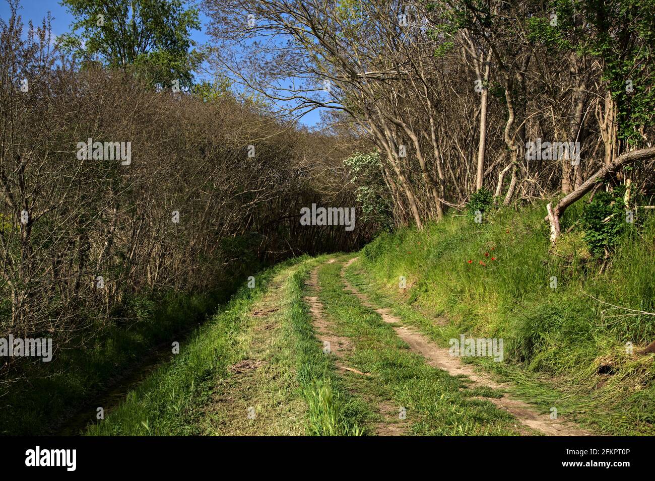 Dirt path in a grove with trees arching above it in the italian ...