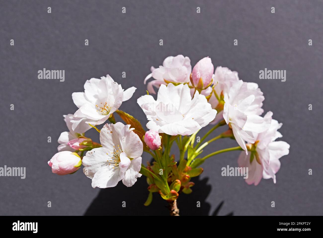 Fine pink flowers of the Japanese flowering cherry. Blooming tree in ...