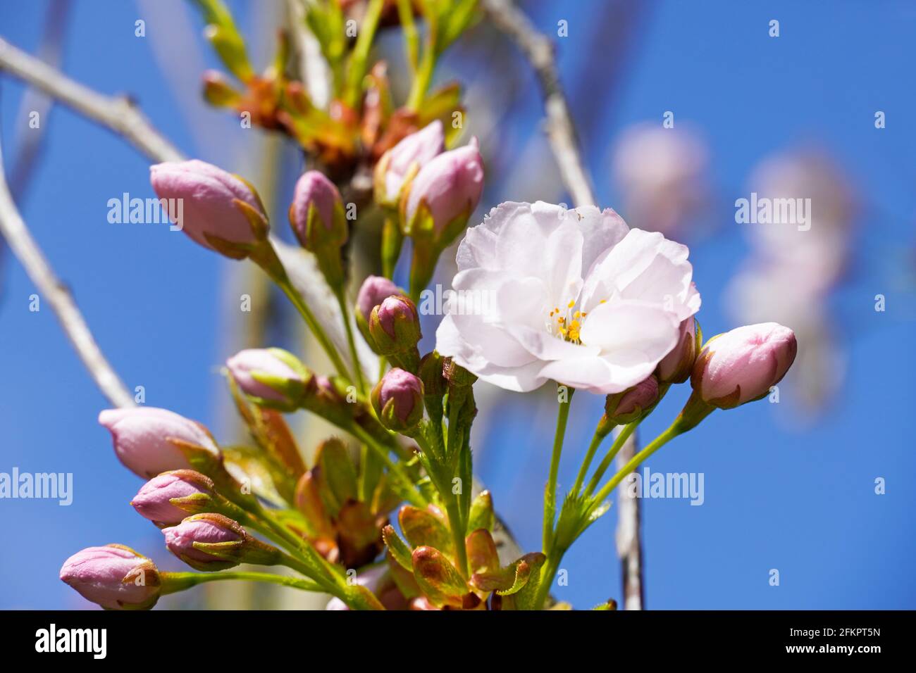 Fine pink flowers of the Japanese flowering cherry. Blooming tree in ...