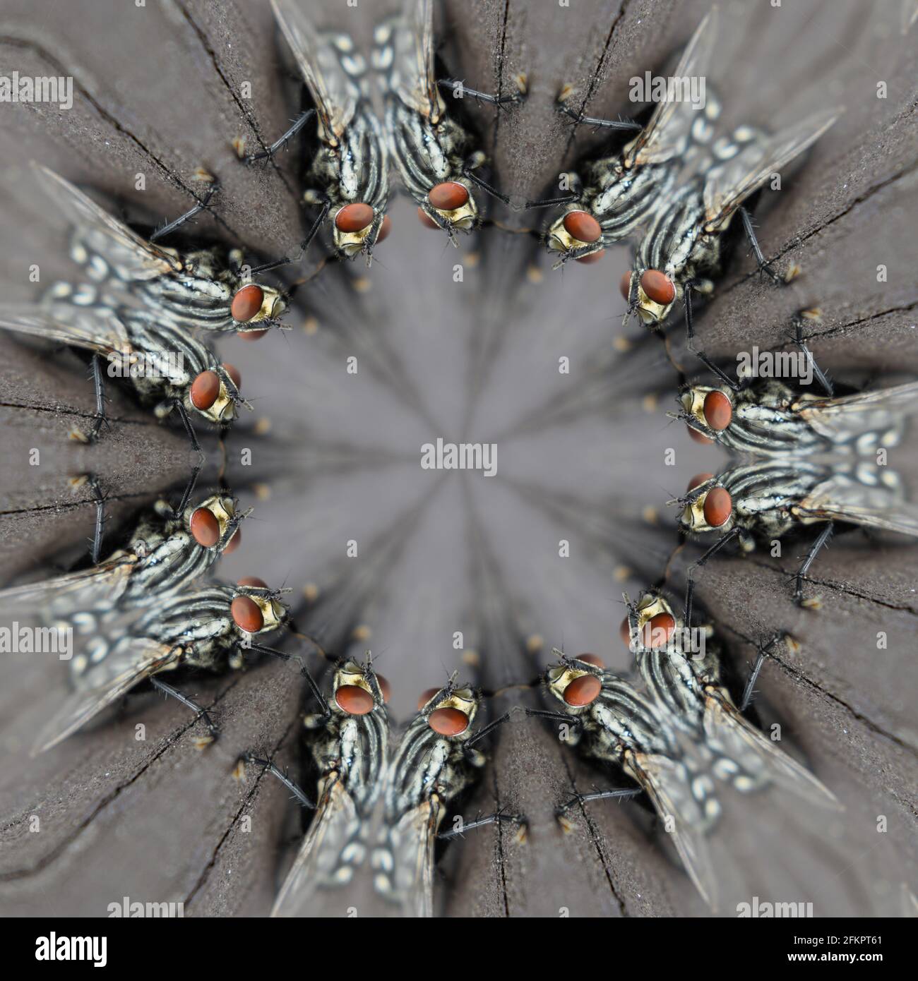 Circle of mutant insects, mandala-like kaleidoscopic view of flies ...