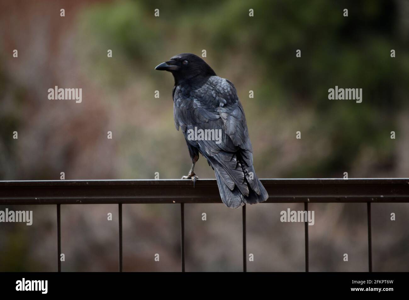 Raven fence hi-res stock photography and images - Alamy
