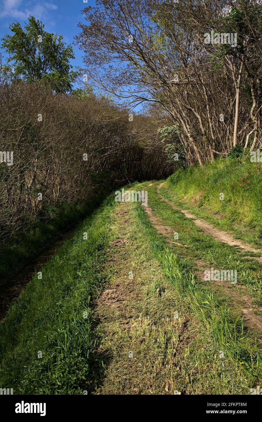 Dirt path in a grove with trees arching above it in the italian ...