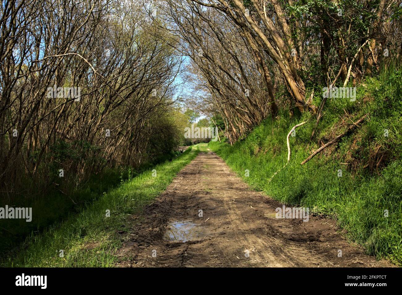 Dirt path in a grove with trees arching above it in the italian ...