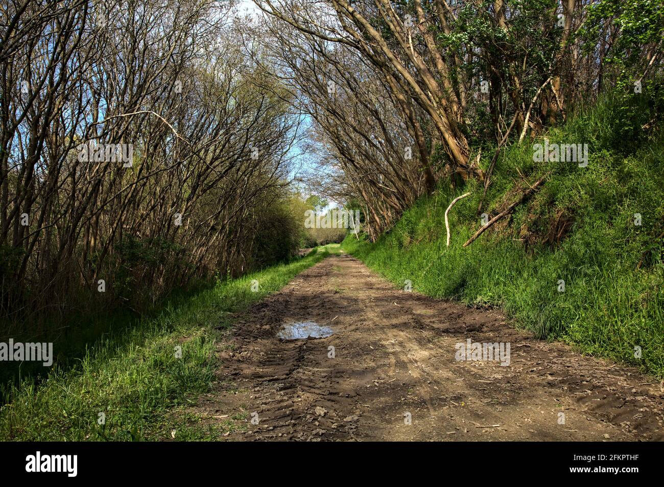 Dirt path in a grove with trees arching above it in the italian ...