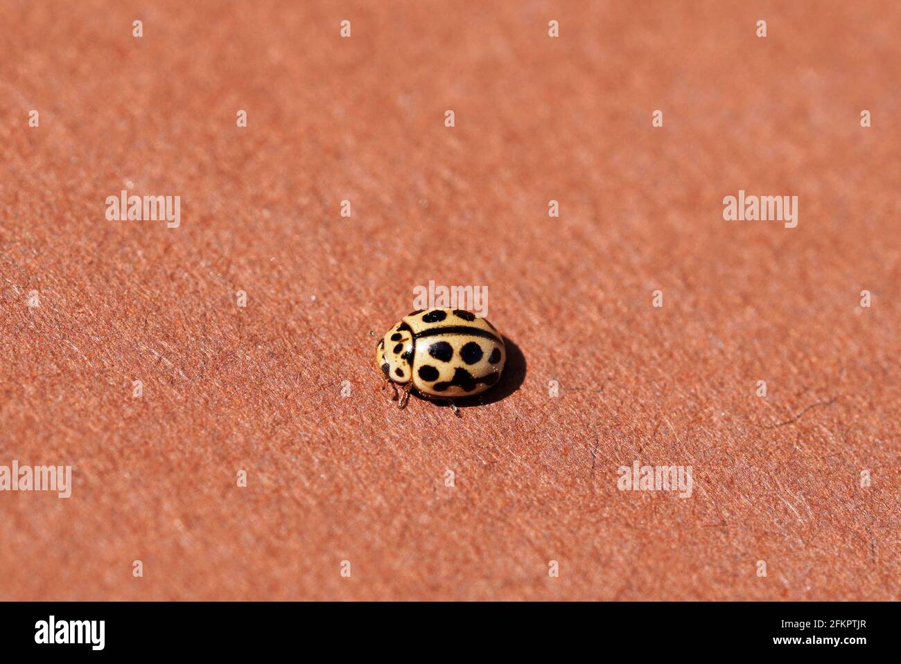 Yellow Ladybug
