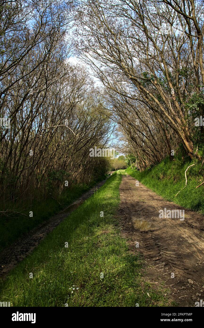 Dirt path in a grove with trees arching above it in the italian ...