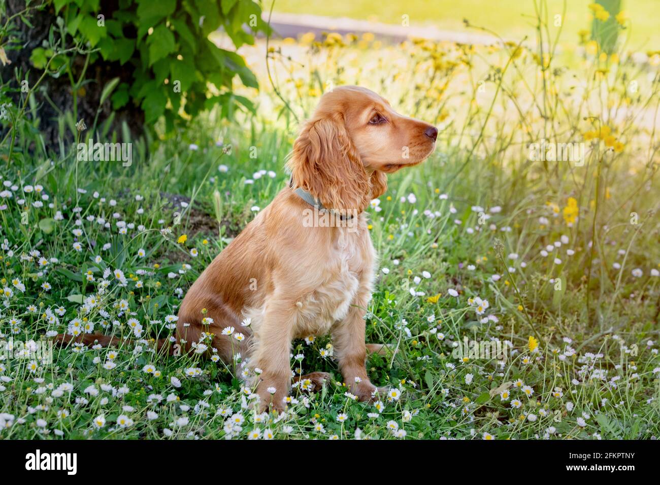 Small cocker spaniel dog with a beautiful blonde hair on the green ...