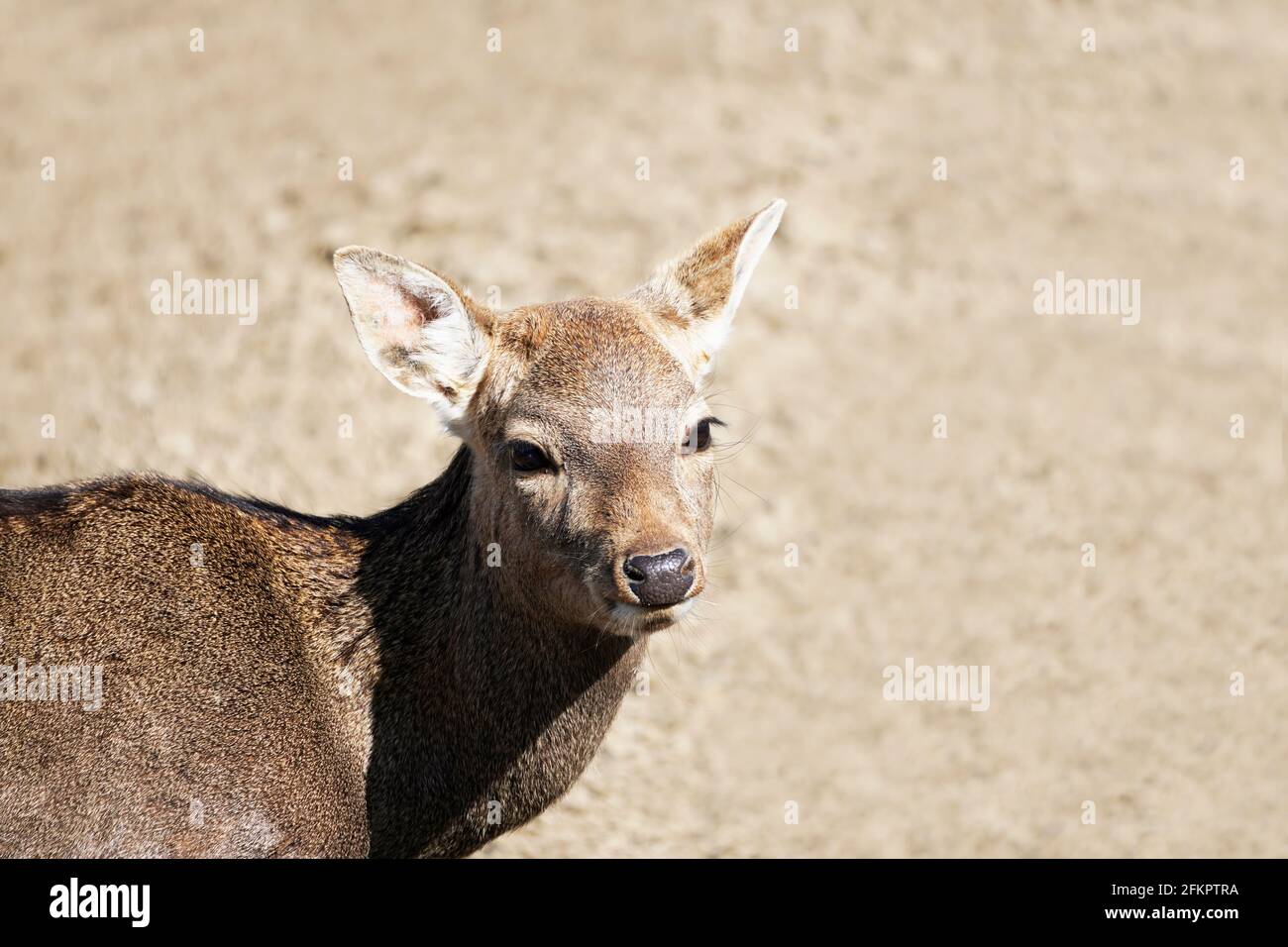 Portrait of a deer with brown fur. Animal looks at the camera. Mammals ...