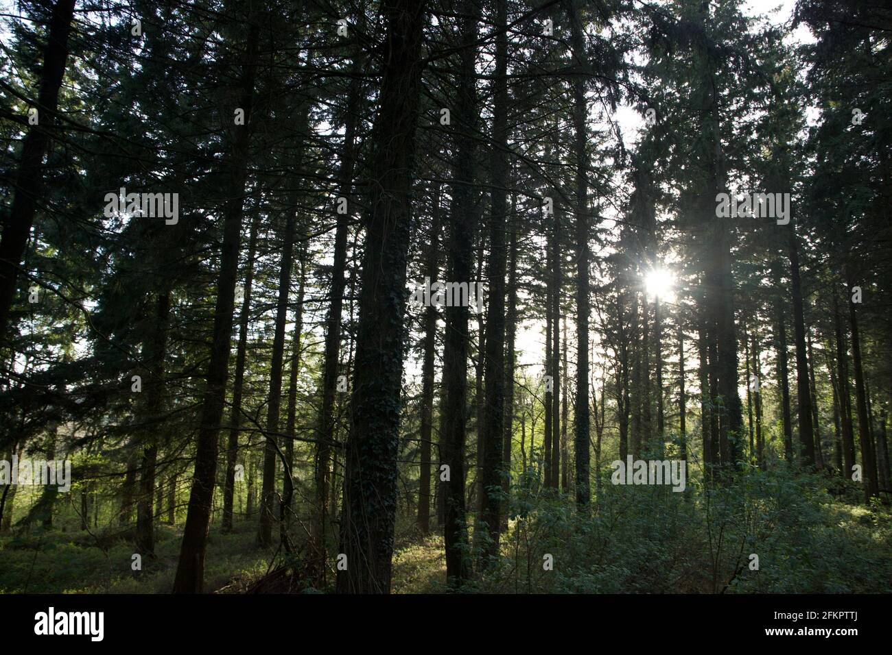 Greenery in dark forest hi-res stock photography and images - Alamy