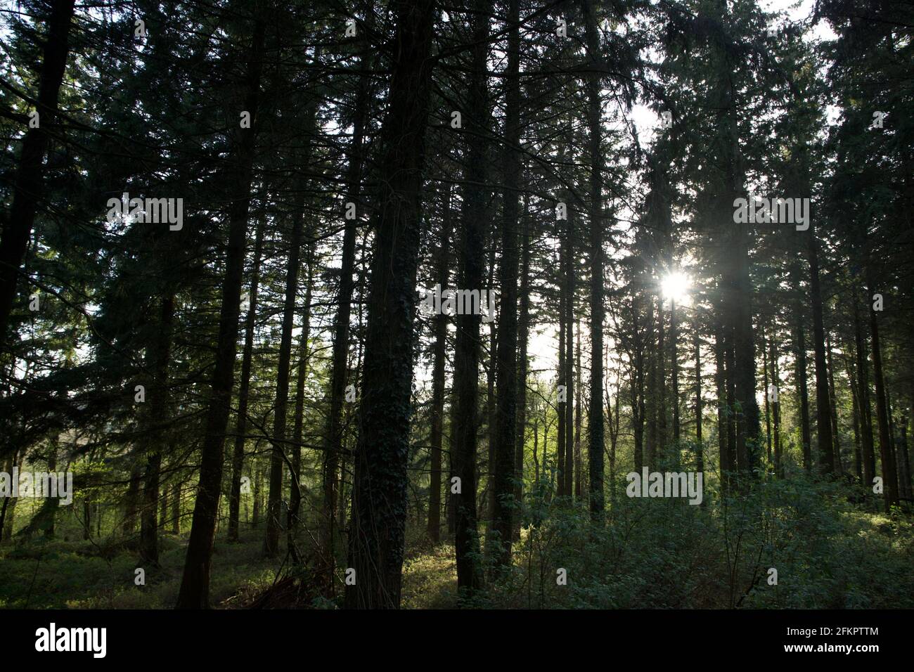 Sunset through the trees in the Forest Of Dean Stock Photo - Alamy