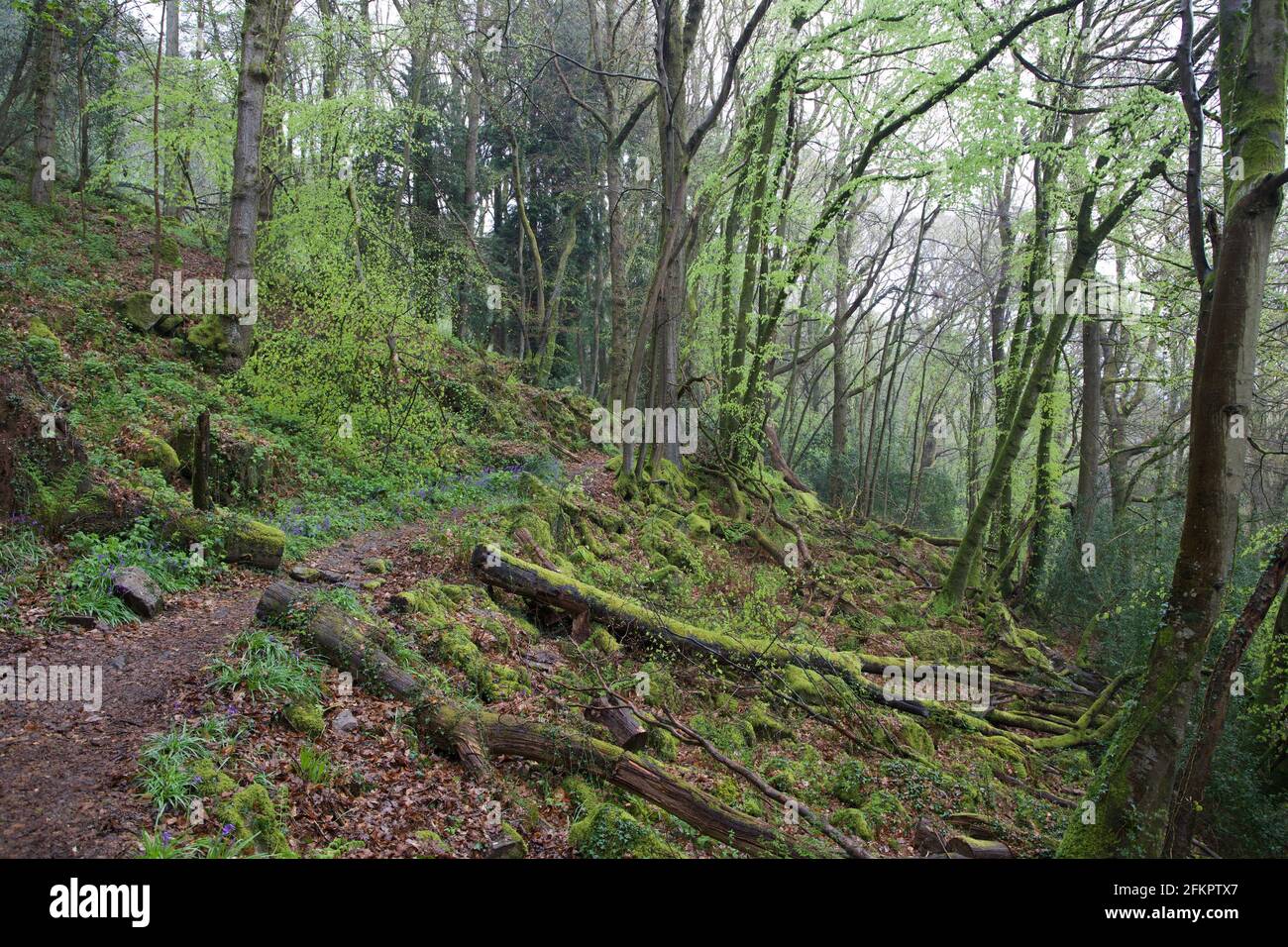 Overgrown spring path hi-res stock photography and images - Alamy