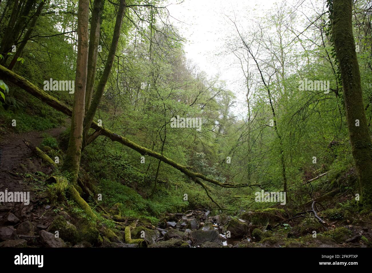 Large Fallen tree in a Forest in Wales Stock Photo - Alamy