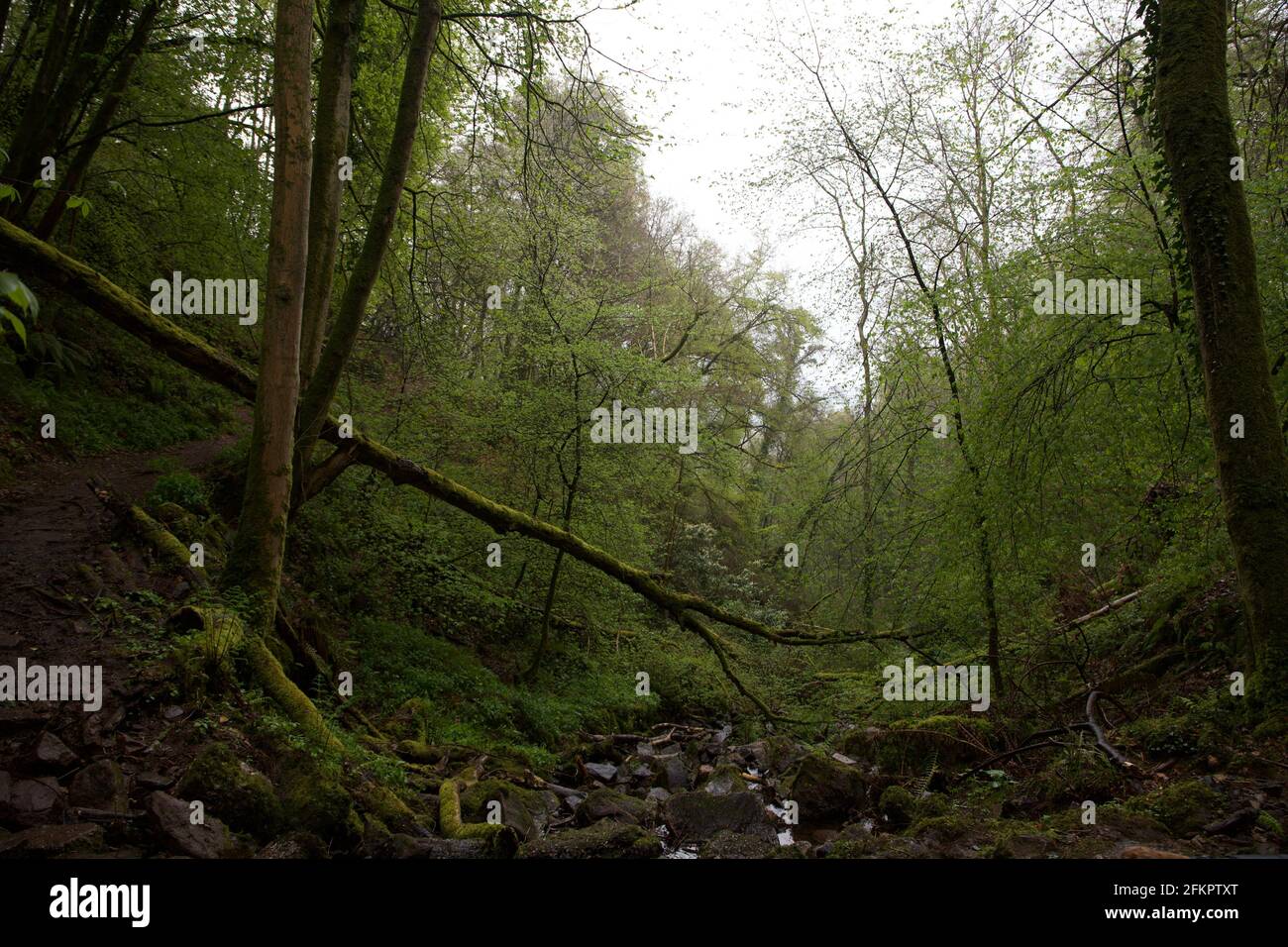 Large Fallen tree in a Forest in Wales Stock Photo - Alamy