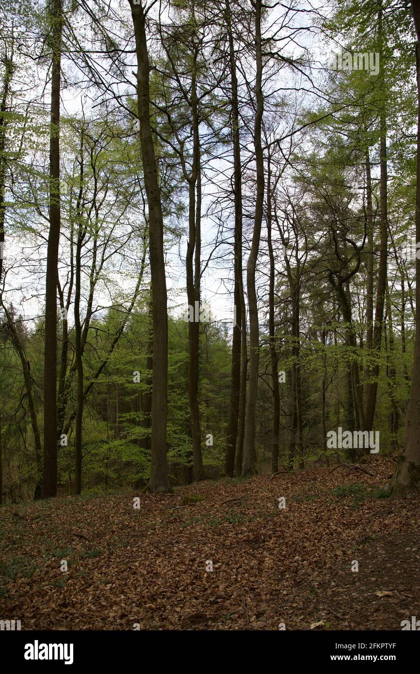 Wales trees sapling hi-res stock photography and images - Alamy