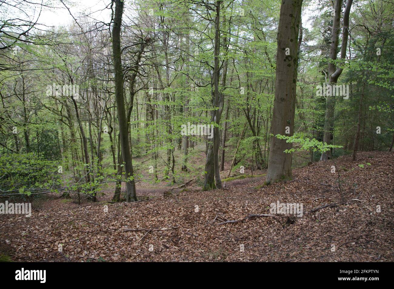 Wales trees sapling hi-res stock photography and images - Alamy