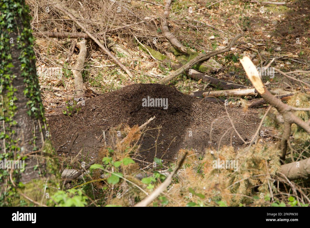 Red Ants Nest in the Forest Stock Photo - Alamy