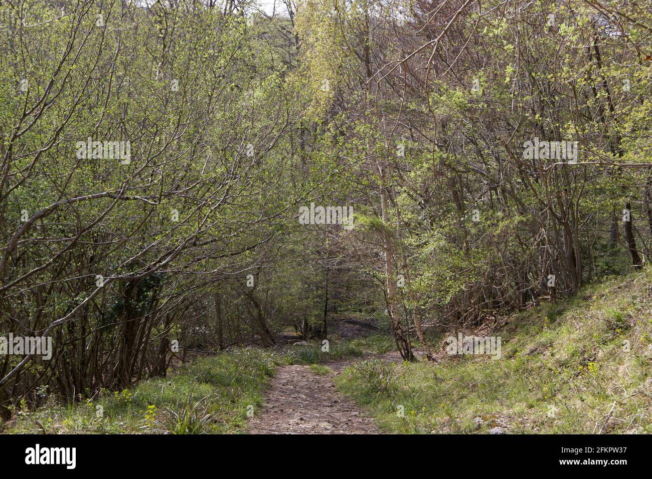 Pathway through the Welsh woodland Stock Photo - Alamy