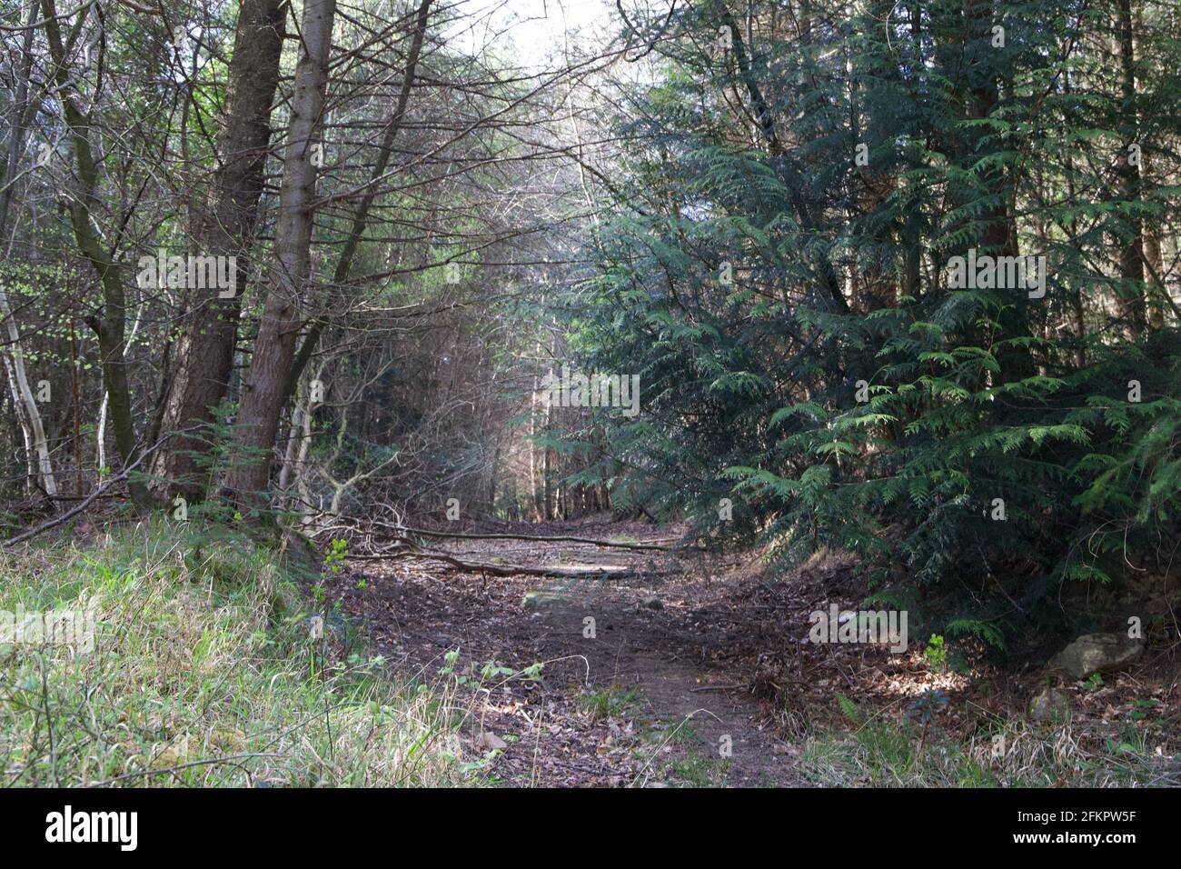 Pathway through the Welsh woodland Stock Photo - Alamy