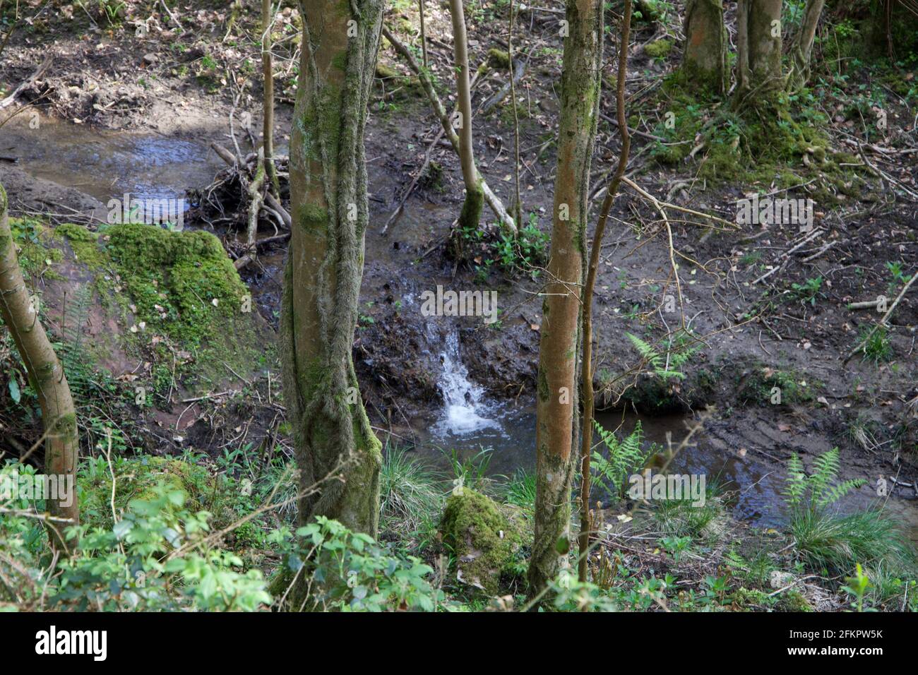 Trees flow hi-res stock photography and images - Alamy