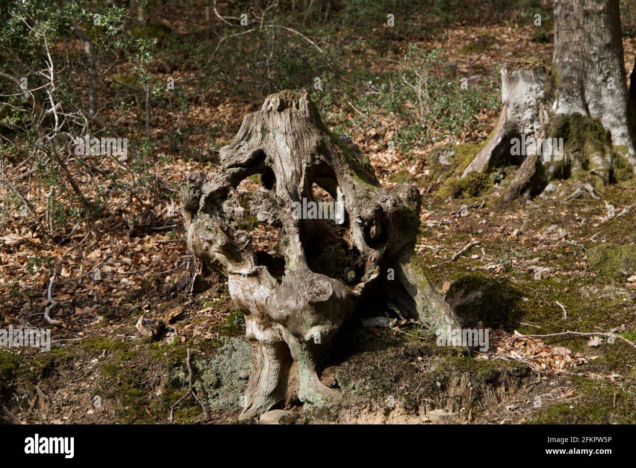Rotting tree stump in the middle of the woods Stock Photo - Alamy