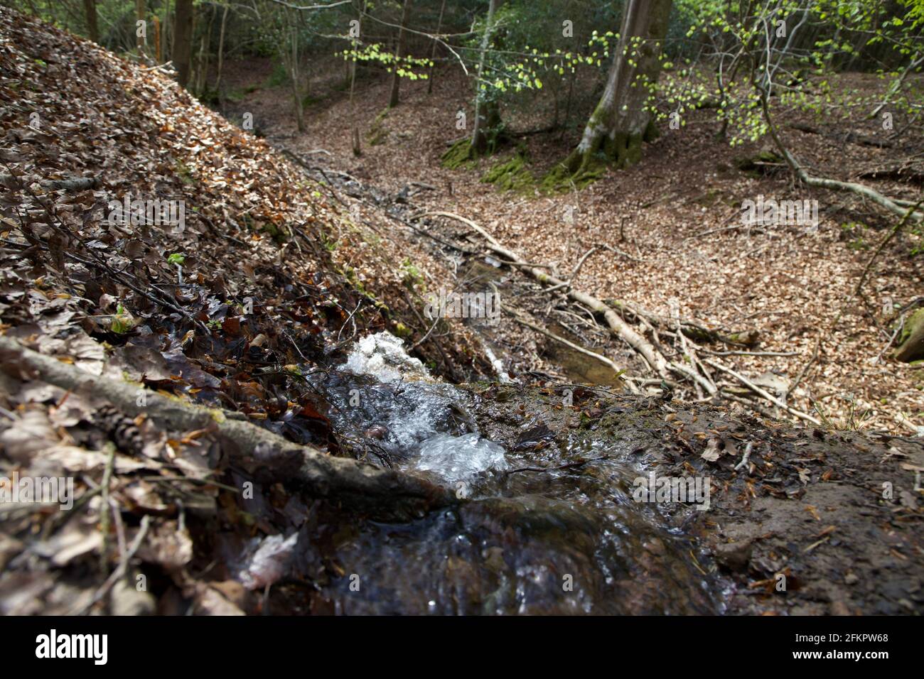 Small waterfall running over tree roots in the forest Stock Photo - Alamy