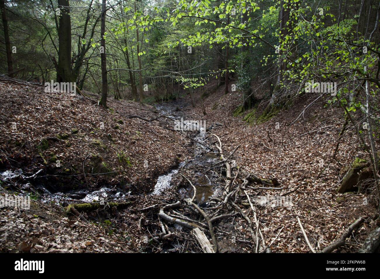 Small stream running through the woods in the Forest of Dean Stock ...