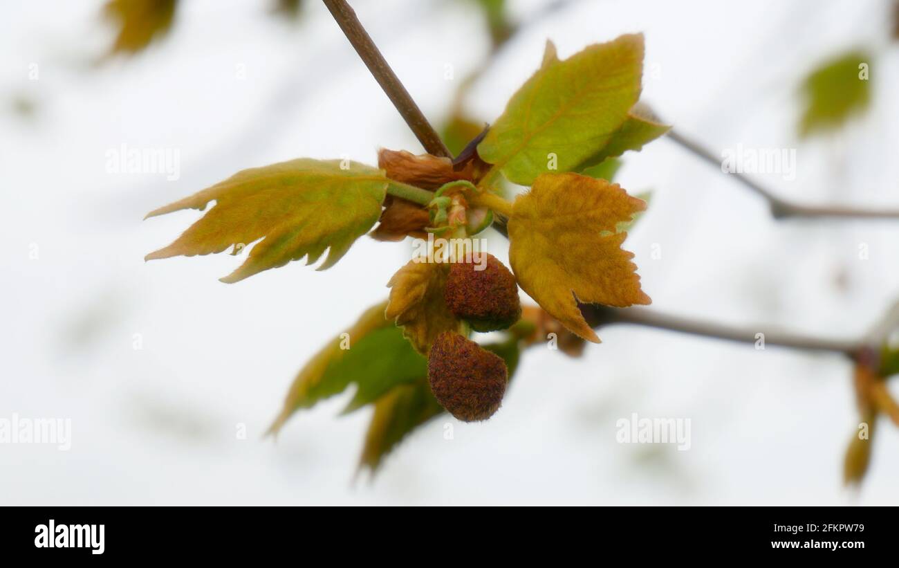 Closeup of an autumnal twig during daylight Stock Photo - Alamy