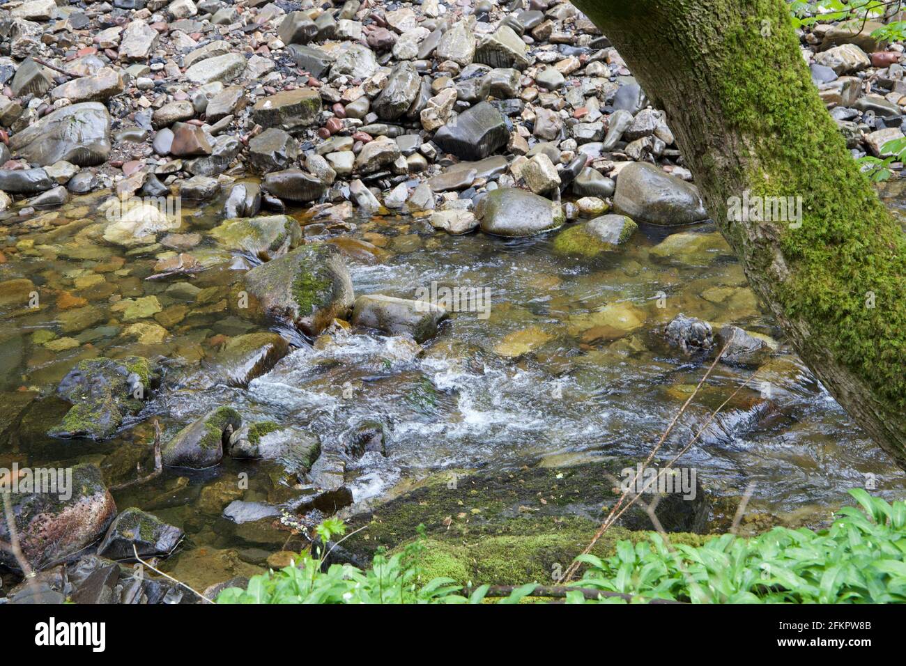 Flowing river in the Forest Of Dean Stock Photo - Alamy