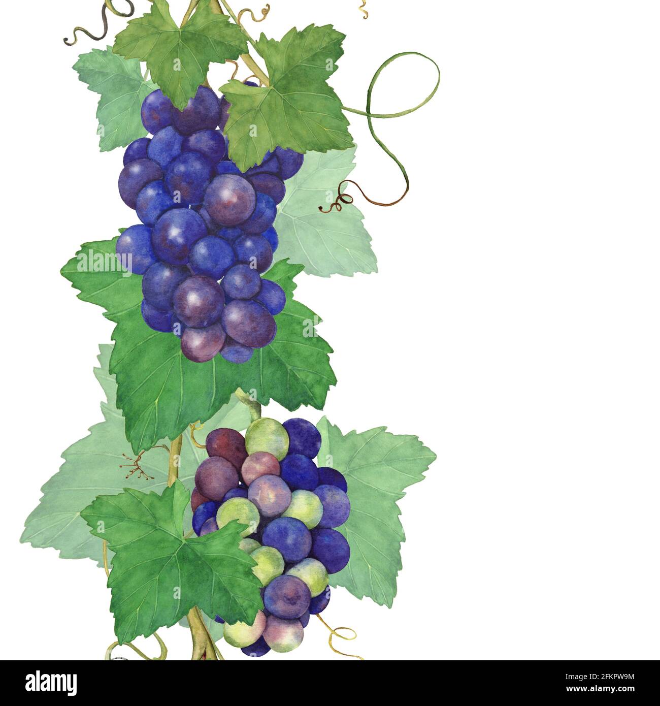 Grapes Seamless border. Watercolor illustration. Handmade drawing ...