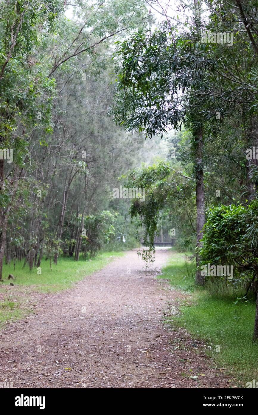 Natural view of an empty trail in the middle of a forest Stock Photo ...