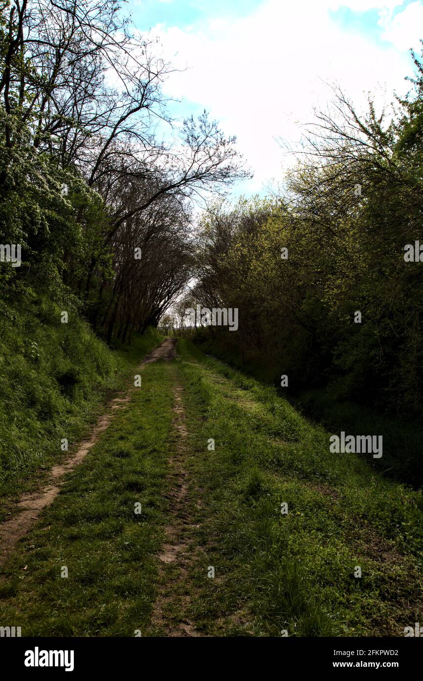 Dirt path in a grove with trees arching above it in the italian ...