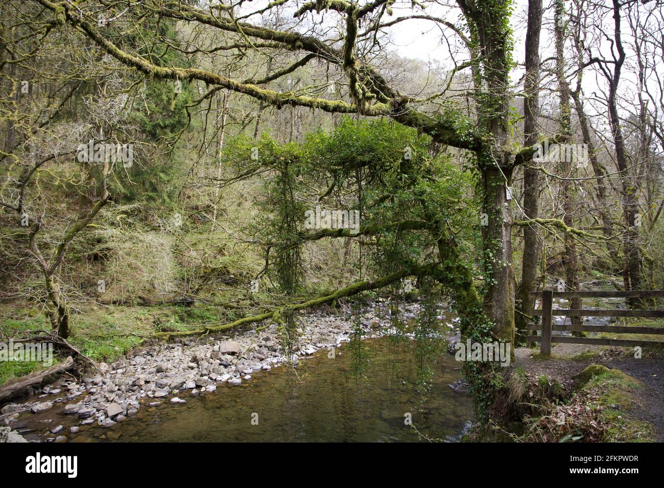 Tree leaning over a river in Wales Stock Photo - Alamy