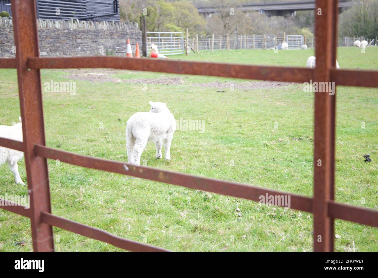 Sheep behind a Rusty Fence in Wales Stock Photo - Alamy
