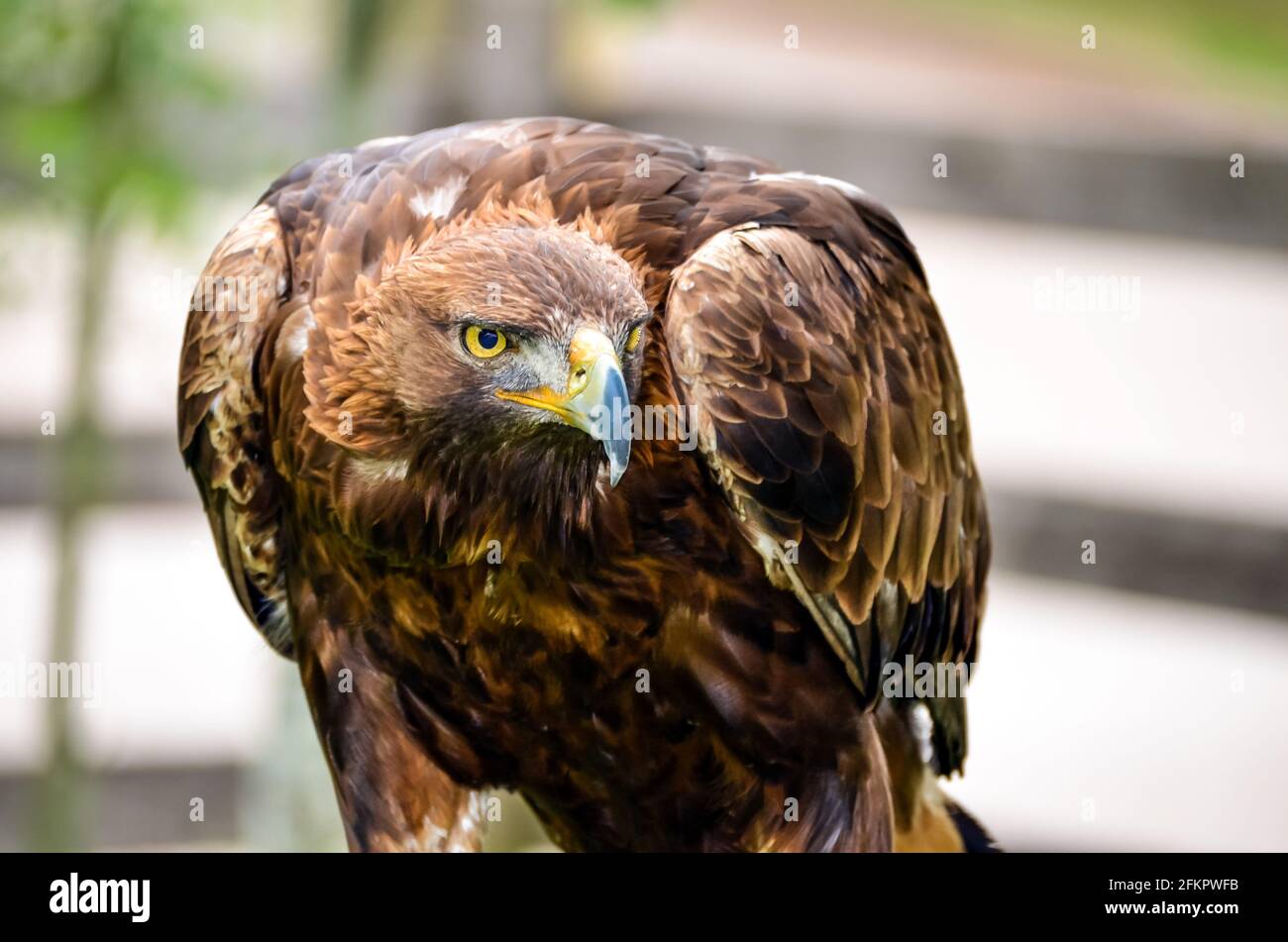 Golden eagle face hi-res stock photography and images - Alamy