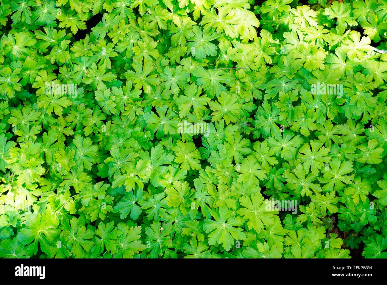 Hardy perennials hi-res stock photography and images - Alamy