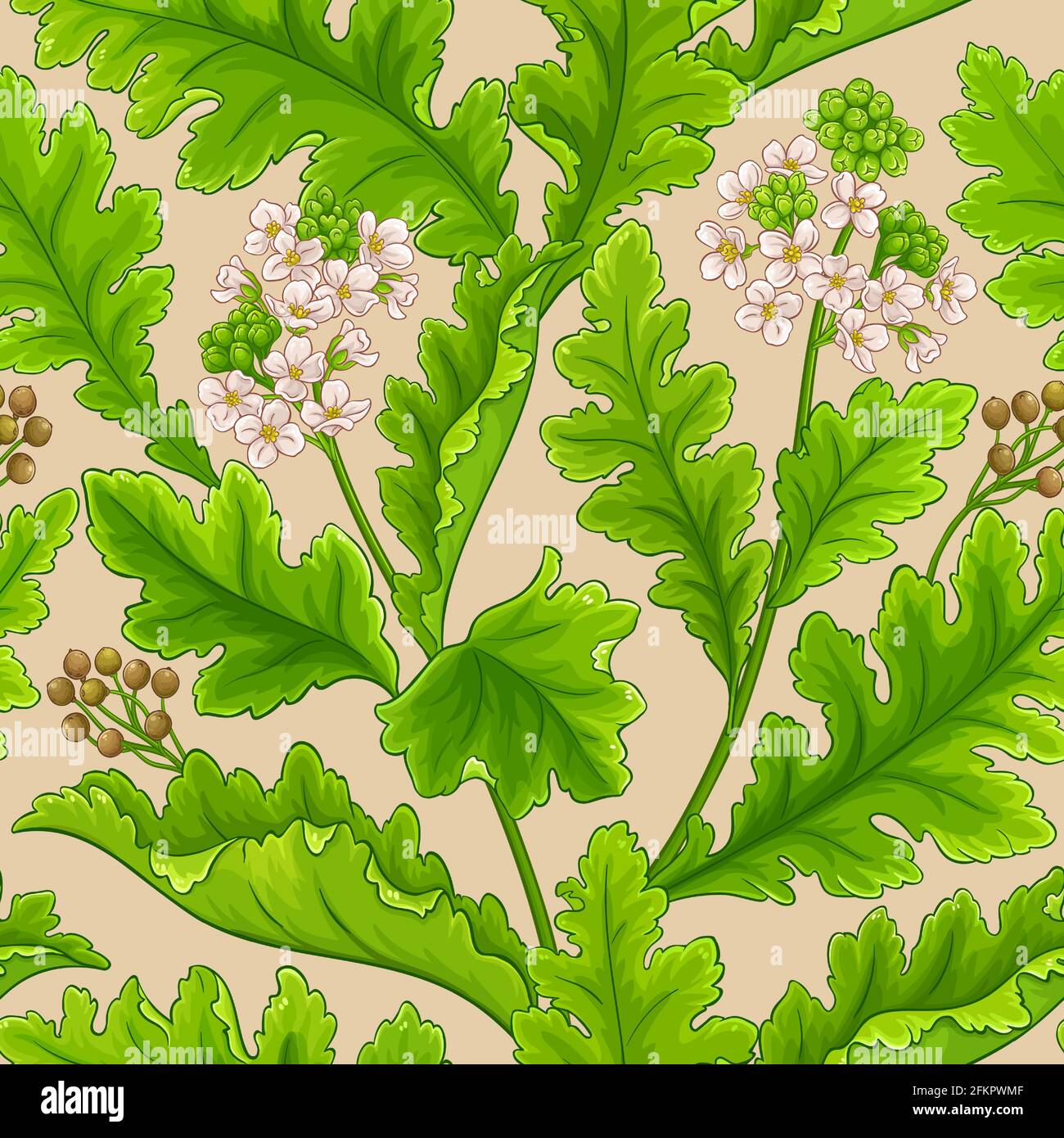 crambe plant pattern on white background Stock Vector Image & Art - Alamy