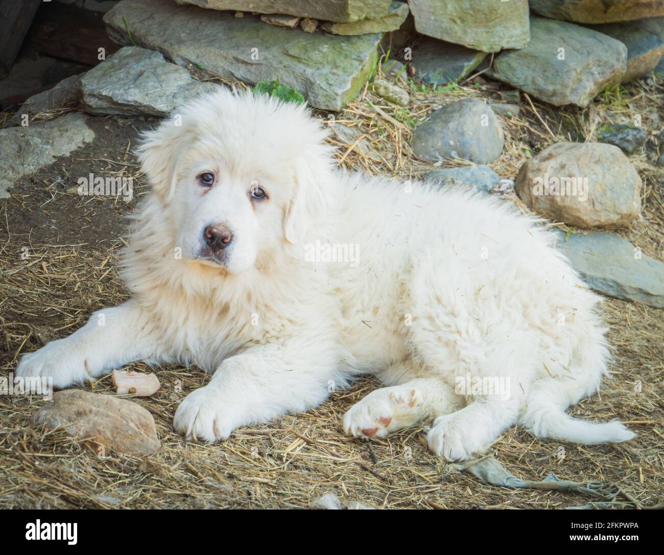 adorable ball of white fluff: Great Pyrenees puppy Stock Photo - Alamy