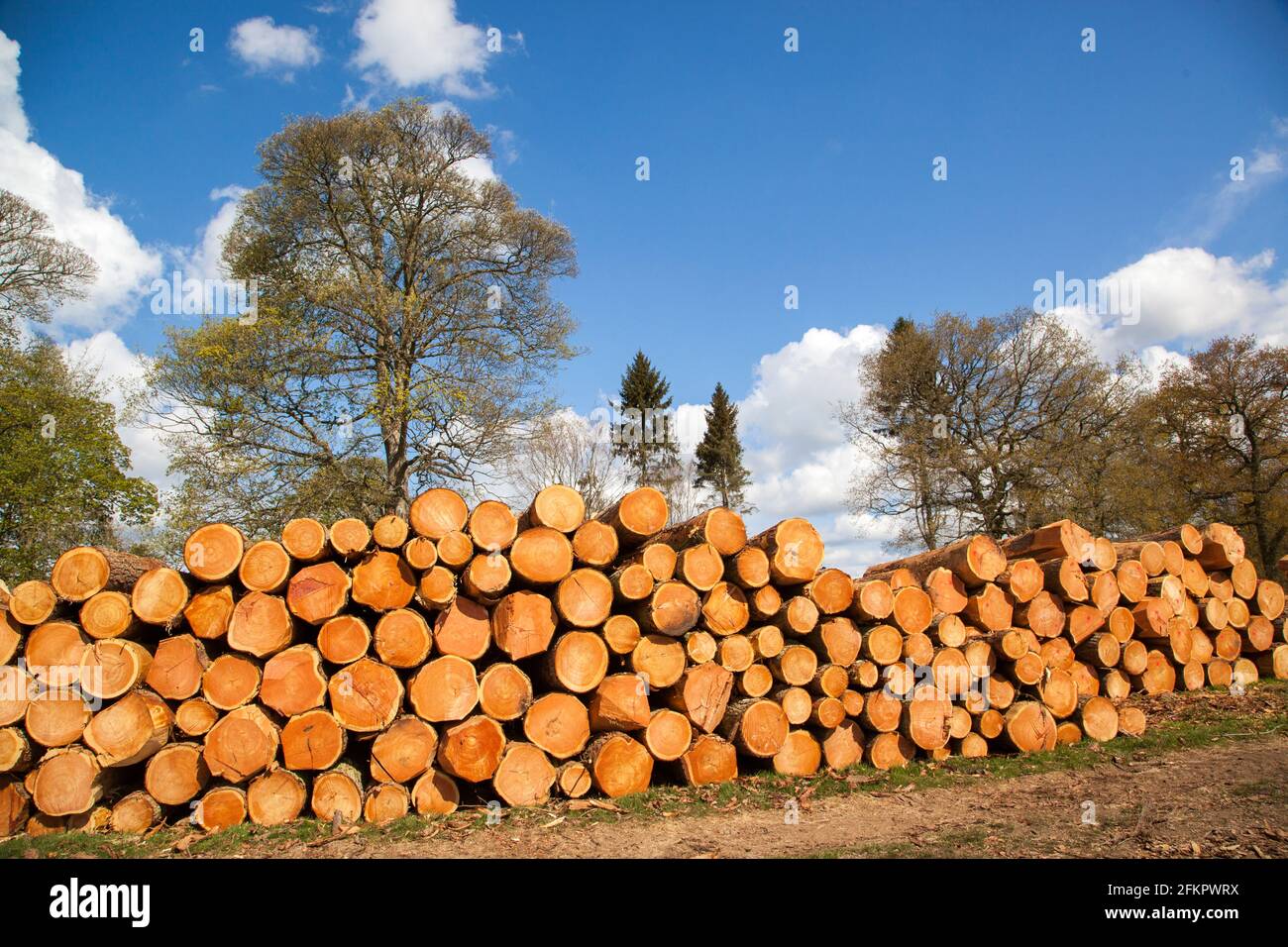Tree trunks and logs stacked and piled up after commercial tree felling ...