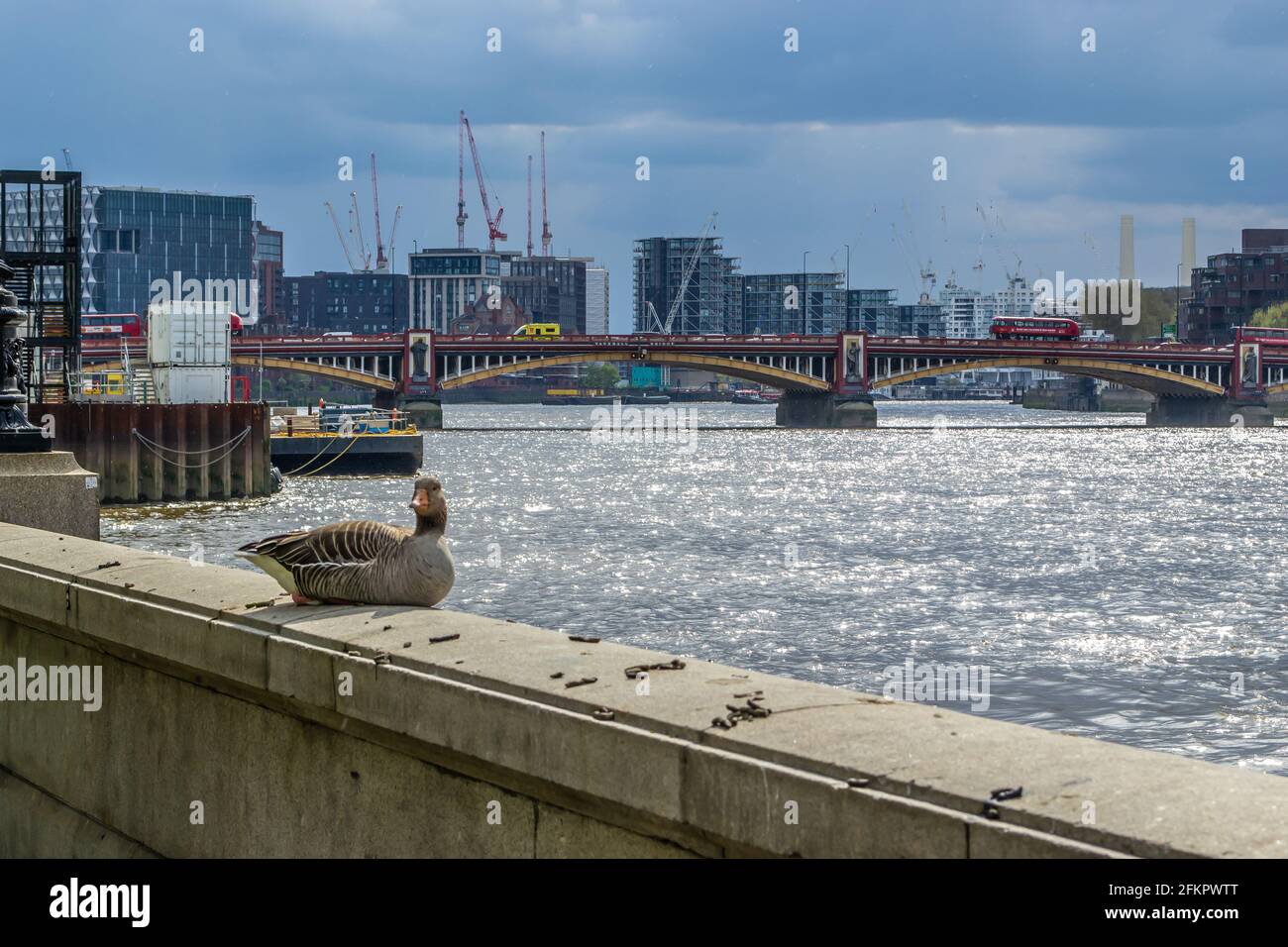 VAUXHALL, LONDON, ENGLAND- 1 May 2021: Duck sat on the wall of Albert ...
