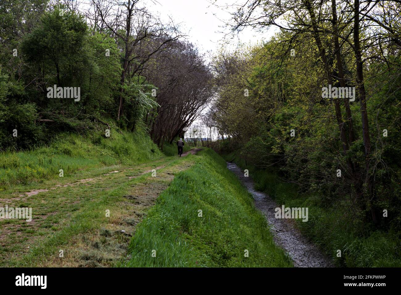 Dirt path in a grove with trees arching above it in the italian ...