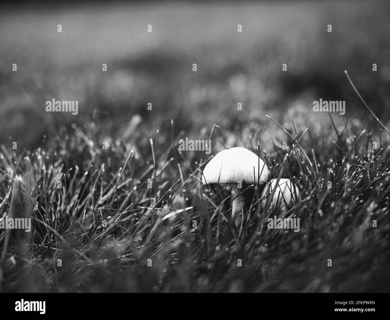 Grayscale of mushroom in grass Stock Photo - Alamy