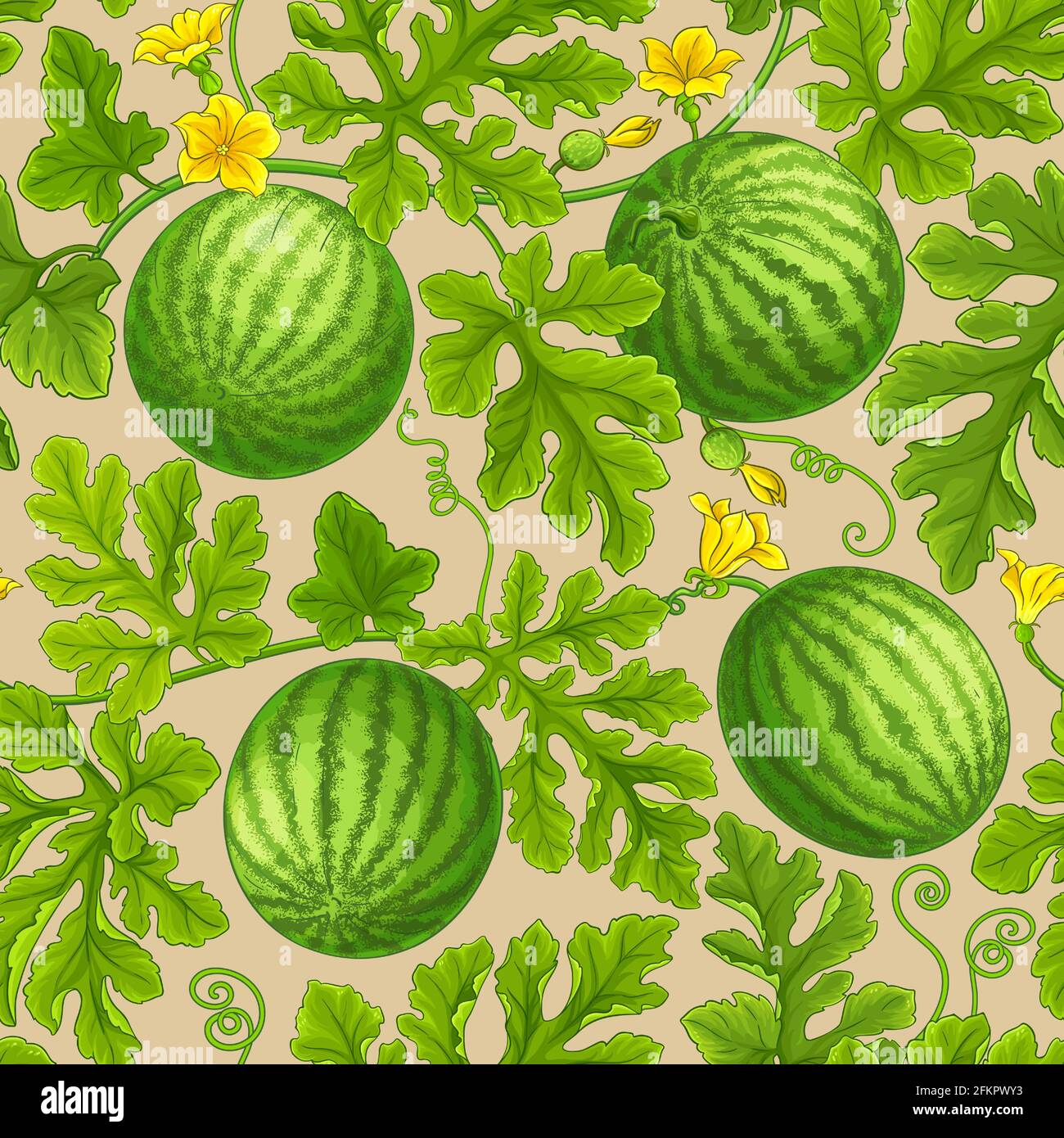 watermelon pattern on color background Stock Vector Image & Art - Alamy