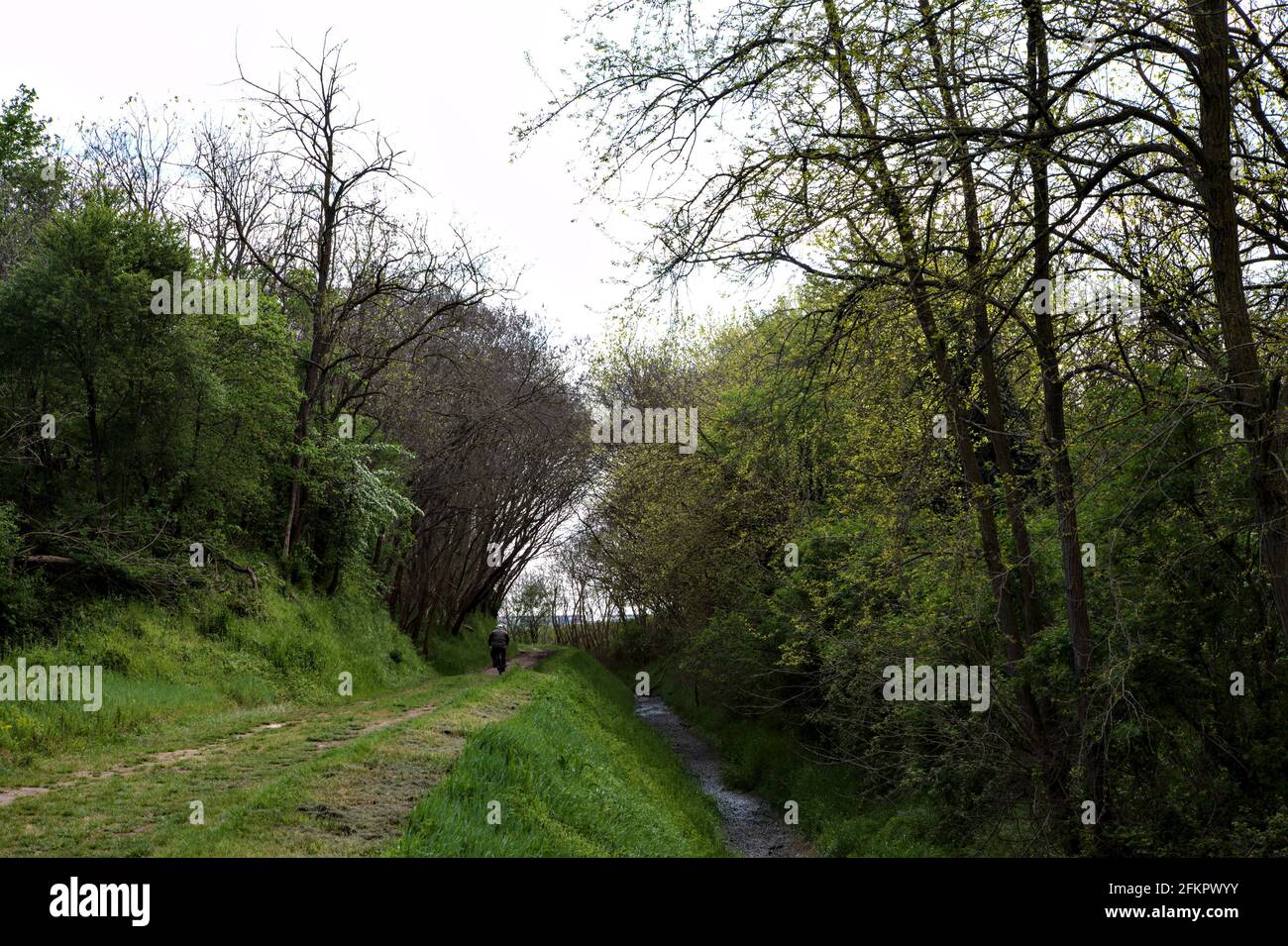 Dirt path in a grove with trees arching above it in the italian ...