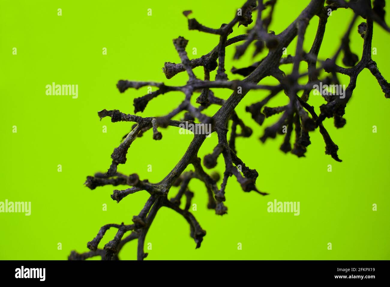 Dried up stalks of grapes without fruit. Abstract background in bright ...