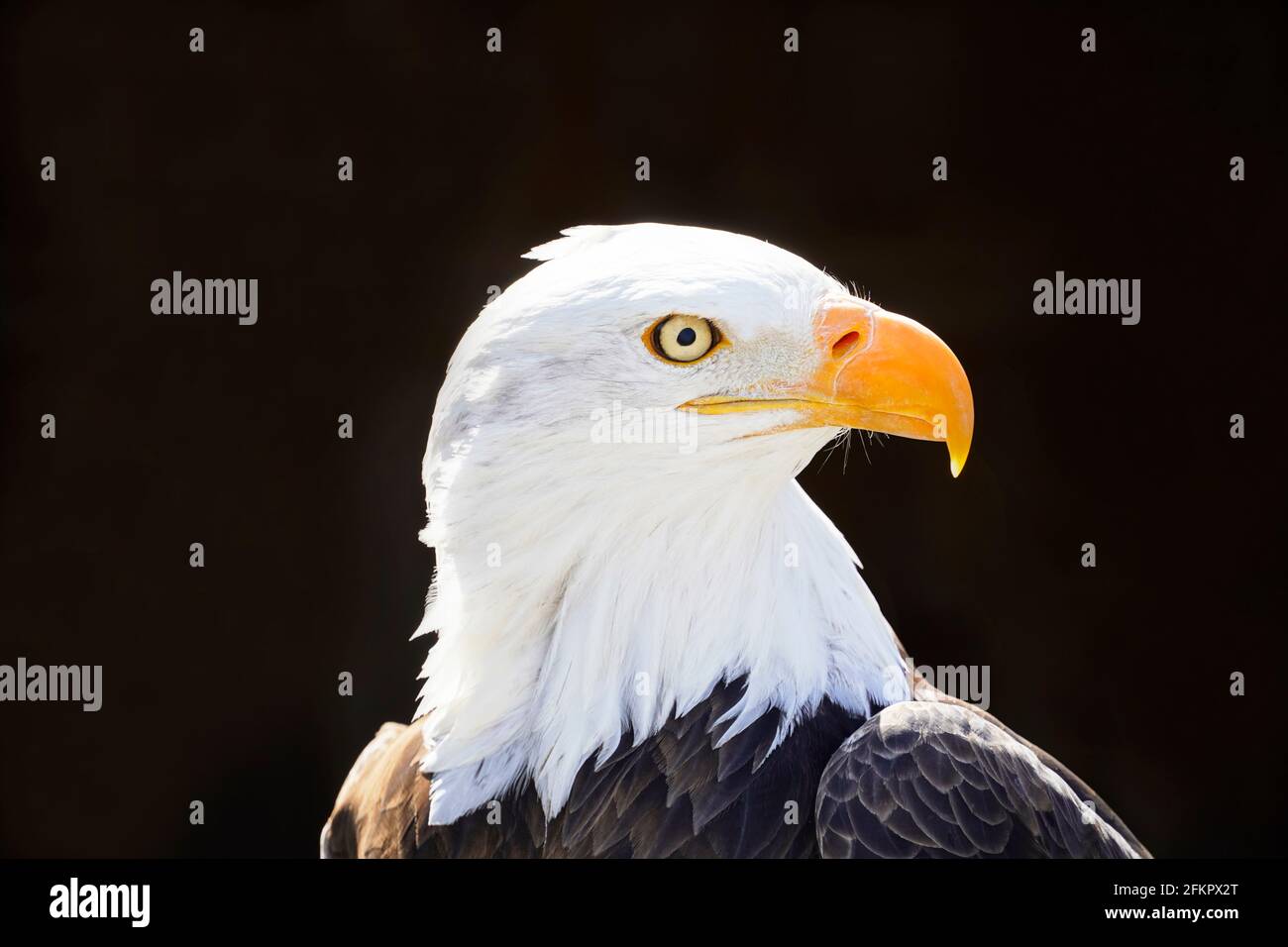 Portrait of a bald eagle with black background. Contrast-rich picture ...