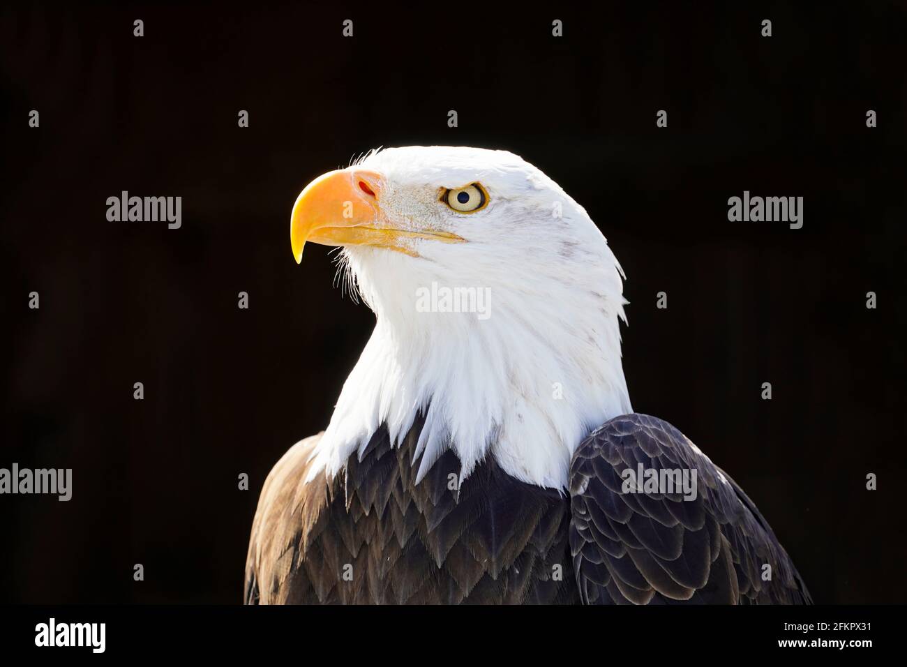 Portrait of a bald eagle with black background. Contrast-rich picture ...